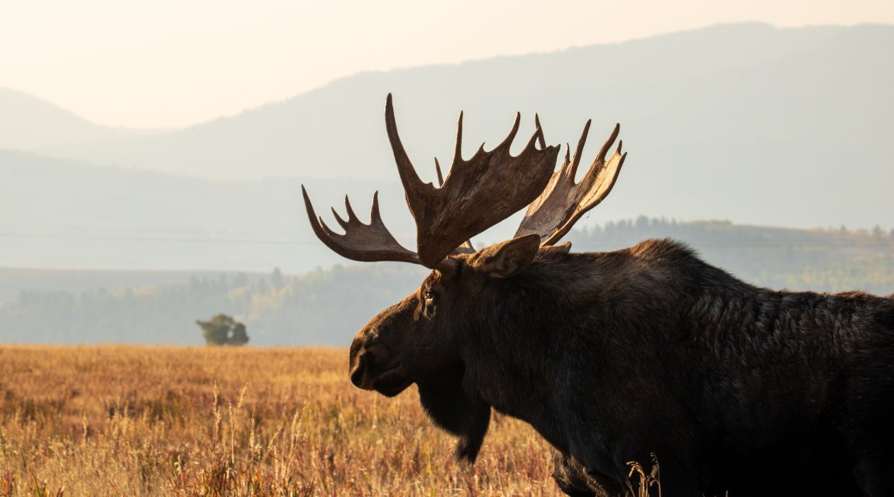 Moose Hunting tips for Beginners - Way Outdoors